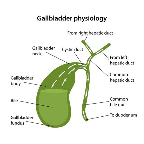 Gallbladder Function What It Does And Why It Matters Ezra