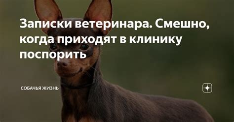 Записки ветеринара Смешно когда приходят в клинику поспорить СобачьЯ жизнь Дзен