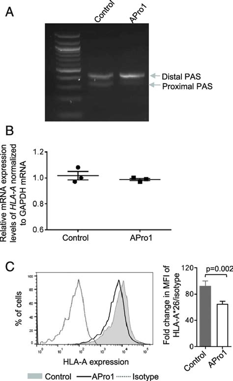 Blocking The Proximal PAS Inhibited Surface Expression Of HLA A On Download Scientific Diagram