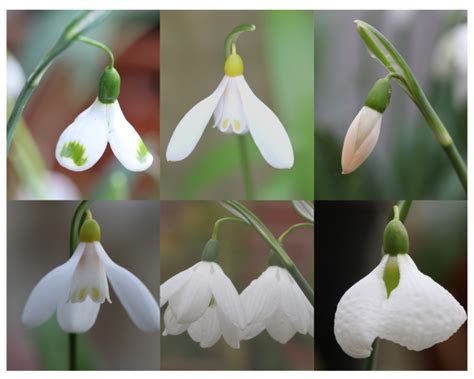 A Snowdrop Special 6 Pretty Galanthus Varieties The Tea Break Gardener