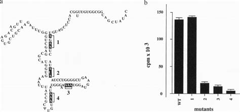 Mutational Analysis To Determine The Importance Of Stem Structures A