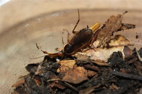 Pennsylvania Wood Cockroach Facts Diet Habitat And Pictures On