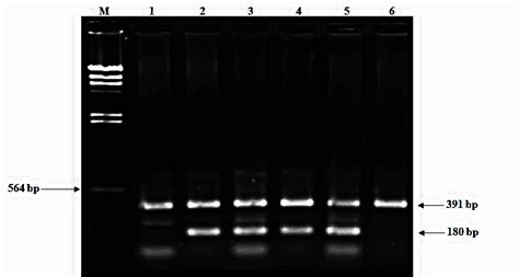 Amplification Refractory Mutation System Arms For Identifying Of Download Scientific Diagram