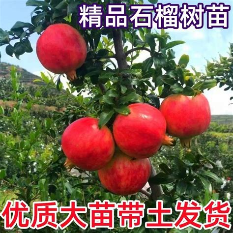 甜石榴树图片 图片 大山谷图库