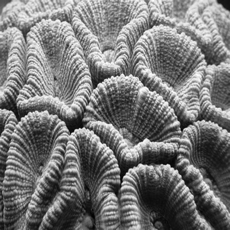 Coral Detection Object Detection Dataset V2 2023 11 15 4 43am By