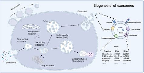 Figure 1 From Engineered Exosomes In Emerging Cell Free Therapy Semantic Scholar