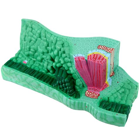 Buy Leaf Structure Model Anatomical Model Pvc Material Used For
