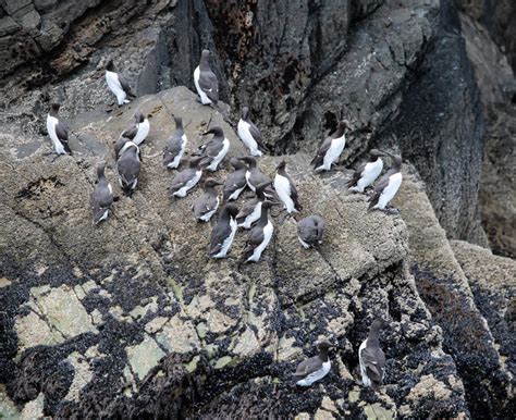 피치바이피치 아일랜드의 동쪽에서 서쪽 끝으로 달리다