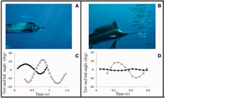 Swimming Fast And Slow What We Know About The Sailfishs Iconic Fin Biomechanics In The Wild