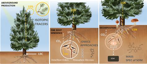 Maintaining Connectivity Understanding The Role Of Root Order And Mycelial Networks In Fine
