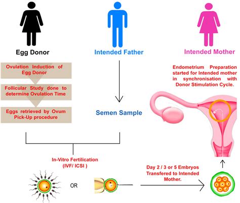 Ivf With Egg Donor Go Ivf Surrogacy