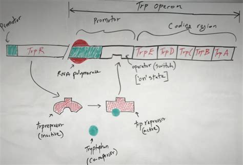 Regulation Of Gene Expression The Lac And Trp Operon