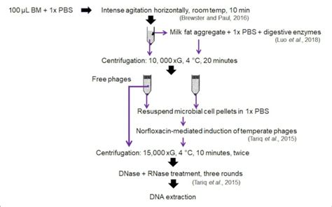 Optimized Phage Isolation Protocol Generated From The Validation Of