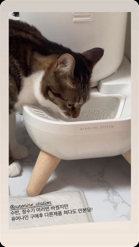 건강한라이프 퓨어나인 알칼리보틀 셀프케어s9 X Table 퓨어나인 Xtable 밥먹고 있는 사랑스런 남매 냥이들 소개합니다🙌🏻 사랑심바라떼ෆ 이쁜이들
