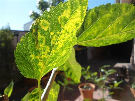 Forum Dwarf Mulberry Tree