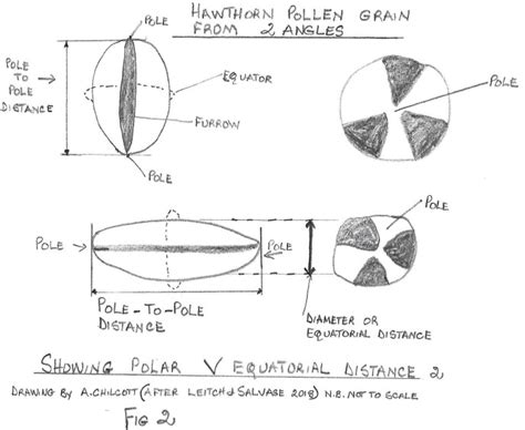 Pollen Structure And Function