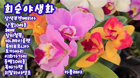 희순야생화 삼색부겐베리아난꽃10여종헤배호주매화장미철쭉미니바이올렛팝콘베고니아루비보르니아와인컵쥐손이주황뱀무토끼싸리이와가가미동백목마가렛히말라야앵초