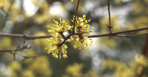 꽃 만발 수목원·화원에는 봄 기운 가득