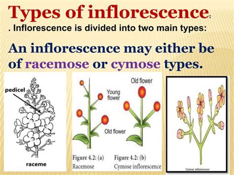 Inflorescence And Its Types Pptx