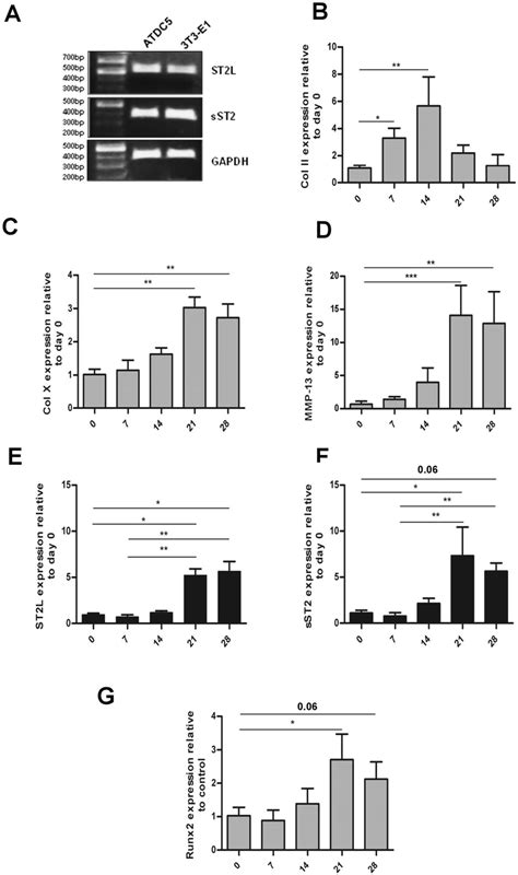 Expression Of St2l And Sst2 Splice Variants During Atdc5 Download Scientific Diagram