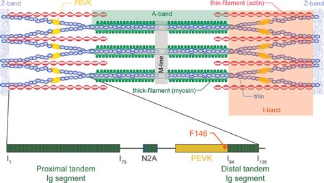 38 Sarcomere Structure Labeled