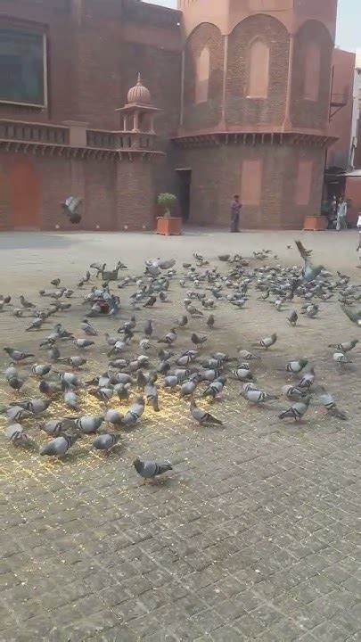 اثناء زيارتي الى البنجاب Youtube