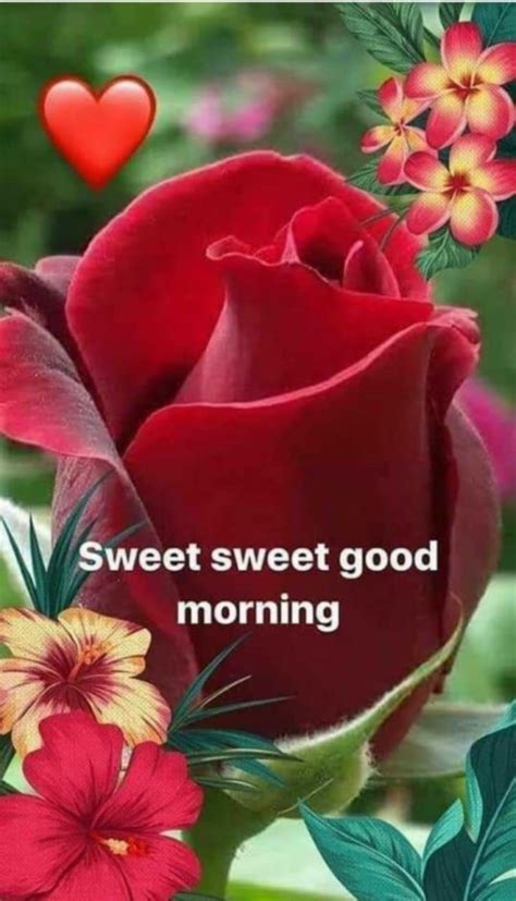 Una Rosa Hermosa Para Mi Hermana 2229201 Hd Wallpaper