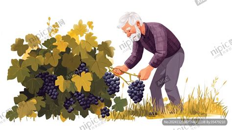 Ai创作图手绘摘葡萄 手绘采葡萄 新疆葡萄插画 葡萄包装人物插画设计 新疆黑加仑葡萄干插画 葡萄丰收场景 葡萄包装插画 农家女孩采葡萄插画 手绘酿酒葡萄 蓝宝石葡萄包装插画 原创葡萄插画 吃