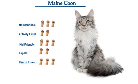 Maine Coon Cat Breed Everything You Need To Know At A Glance