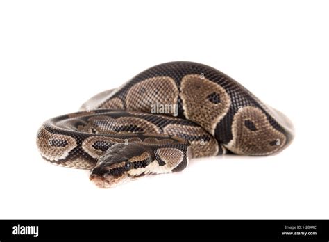 Beautiful Python Isolated In A White Background Stock Photo Alamy