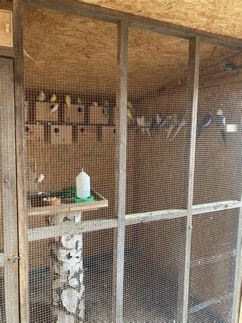 Papugi Nimfy I Faliste Skarbiszów • Olx Pl