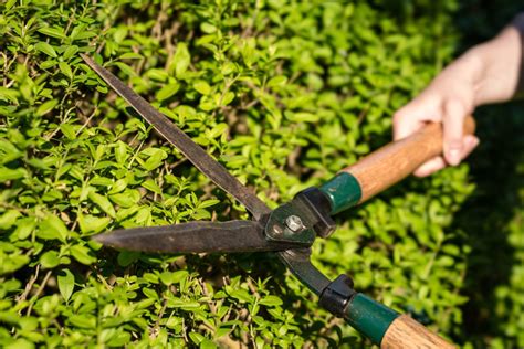 5 Essential Brush Clearing Hand Tools Explained Journeyman Hq