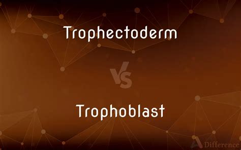 Trophectoderm Vs Trophoblast — Whats The Difference