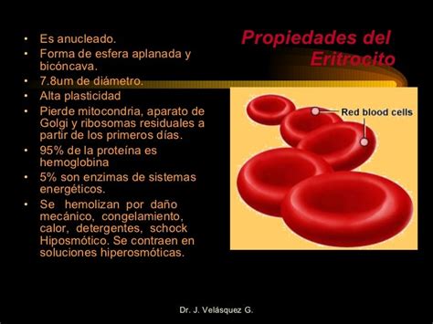 Eritrocitos