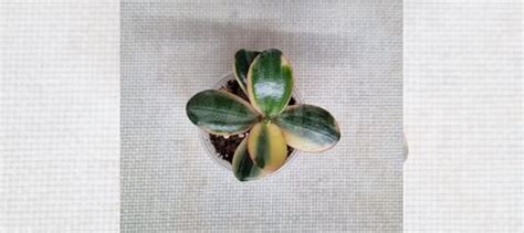 Крассула Альба Crassula Ovata Variegata Alba купить в Санкт Петербурге по низкой цене Товары