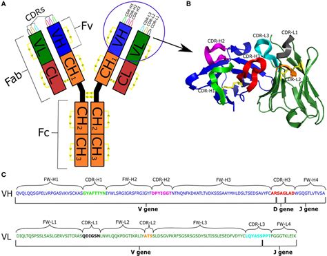 Frontiers How B Cell Receptor Repertoire Sequencing Can Be Enriched