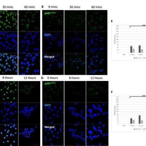 Stimulating Androgen Dependent Androgen Receptor Signalling In Lncap Ai
