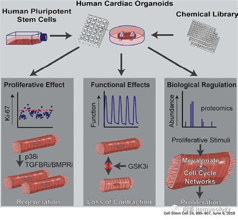 类器官 培养科学研究与药物筛选 细胞