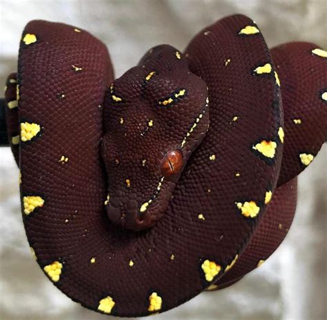 157 Best Green Tree Python Images On Pholder Nature Is Fucking Lit Reptiles And Pics