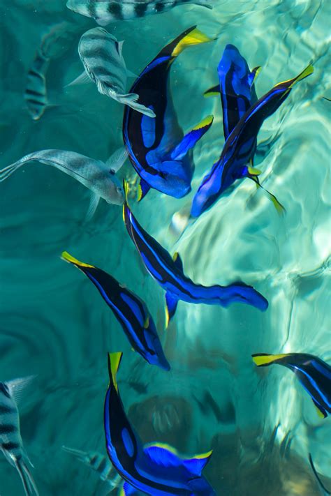 노란 지느러미 다채로운 물고기 맑은 물 물고기 물고기 학교 바다 바다 생물 방어 산호초 생물 발광 생생한 색상