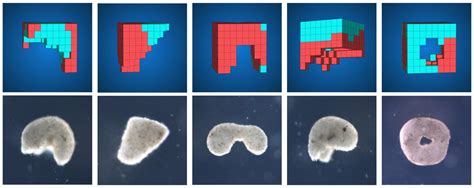 Scientists Make First Living Robots From Frog Cells