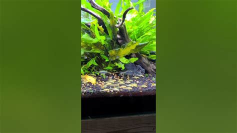 황금 안시 숏핀 부화 25일째 치어 Youtube