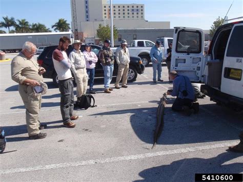 Pythons Genus Python