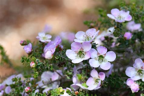Leptospermum Bobbles Tea Tree 6 Pot Hello Hello Plants