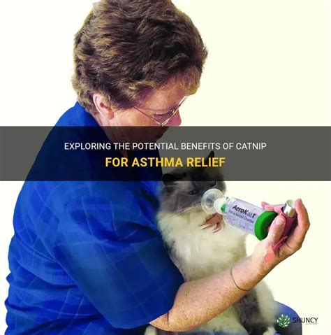 Exploring The Potential Benefits Of Catnip For Asthma Relief Shuncy