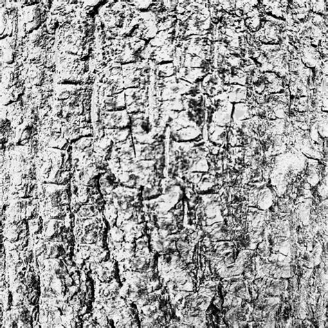 Tree Bark Texture Tree Texture Bark PNG Transparent Clipart Image And PSD File For Free Download