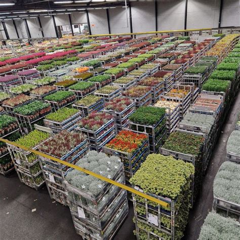 Visit The Floriculture Marketplace Royal Floraholland