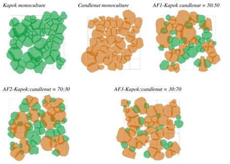 Vertical Projection Of Tree Crown By SExI Model After 30 Years Download Scientific Diagram