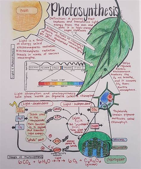 ncert solutions for class 8 science chapter 8 cell structure and