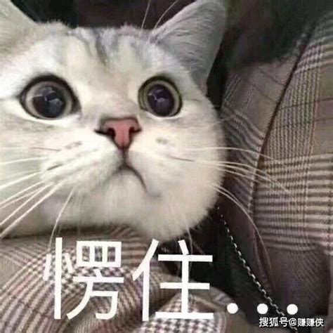 可爱表情包图片：猫咪愣住，可以闭上狗嘴了